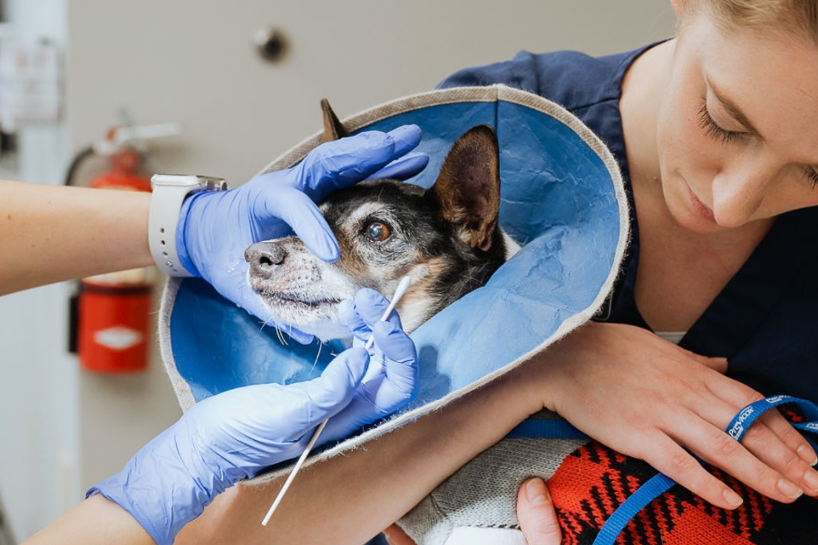 Emergency Care - Academy Animal Care